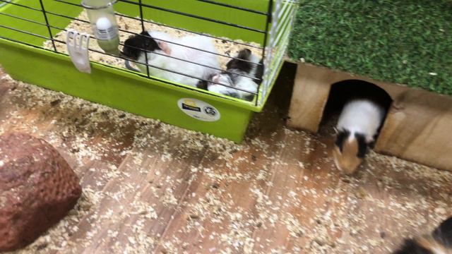 Контактный  зоопарк  18 06 24