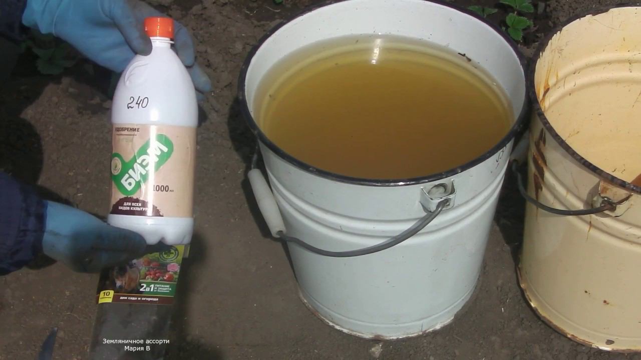 ПЕРВАЯ ПОДКОРМКА КЛУБНИКИ  ВЕСНОЙ . ЧЕМ ПОДКОРМИТЬ КЛУБНИКУ ВЕСНОЙ