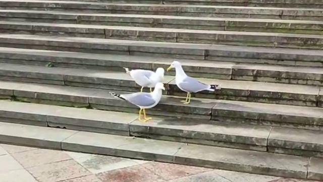 Видео не доступноо