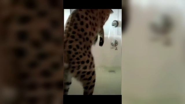 Животные Юмор Смех Приколы