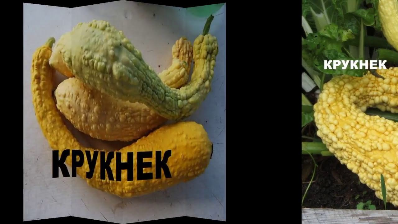 Что такое крукнек ? История овощной тыквы. Ежедневник садовода