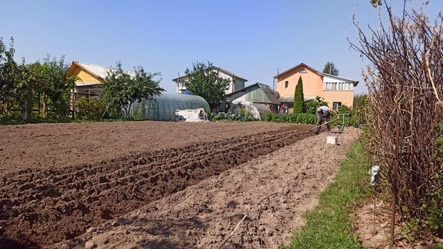 Перепахиваем огород ЭЛЕКТРОПЛУГОМ после копки КАРТОШКИ и засеваем ОВЁС