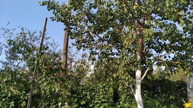 Абрикосы. Южный Урал. Таймлапсы. 21. 07. 2023