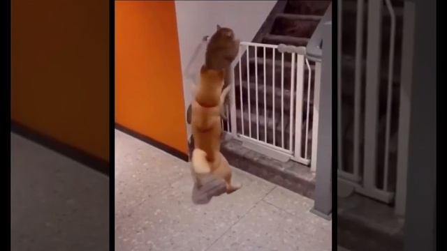 Помощь собрату