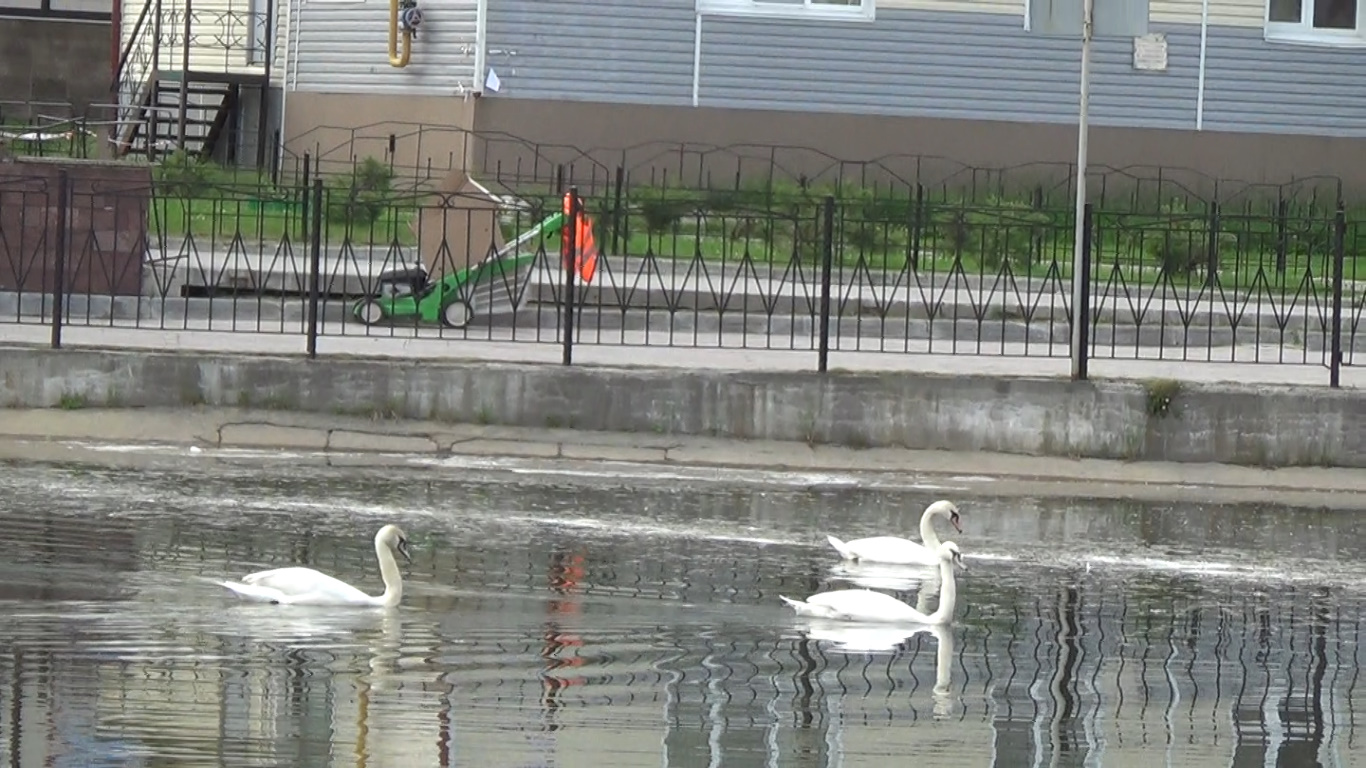 Лебеди на пруду. 5 июля, Югорск 2022 год