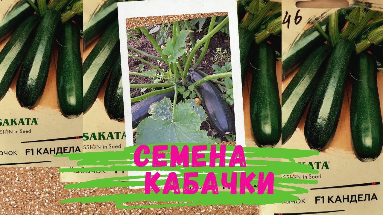 Семена кабачков на 2020 сезон. Мой выбор Аэлита,Сибирский сад, Волжский сад, Саката, Евросемена.