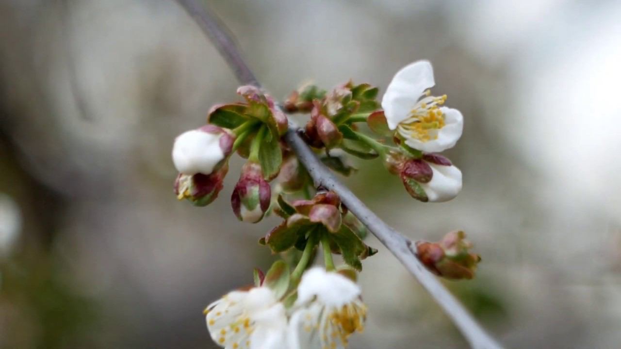 12 апреля 2020 г.