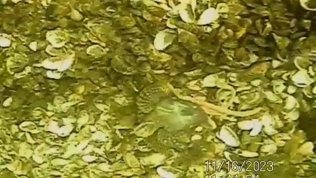 YouCut_20231116_154725115.mp4