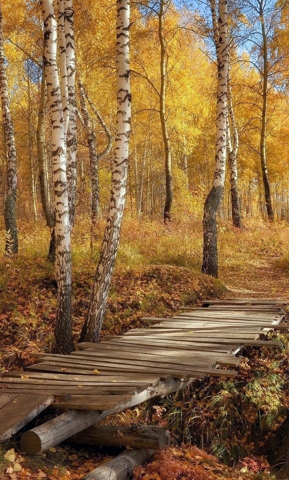 🍂 С добрым осенним утром, днём