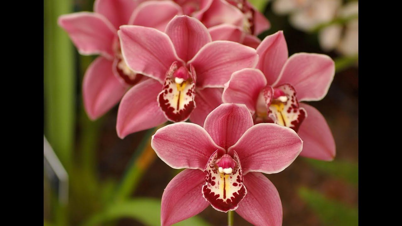 Картофельный пирог