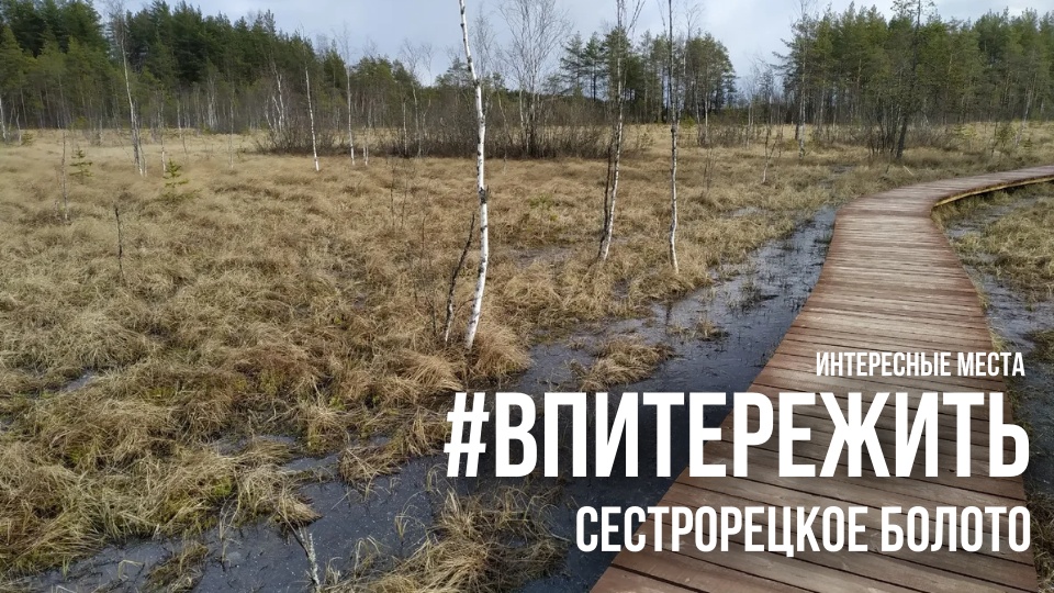 #ВПИТЕРЕЖИТЬ | Cестрорецкое болото