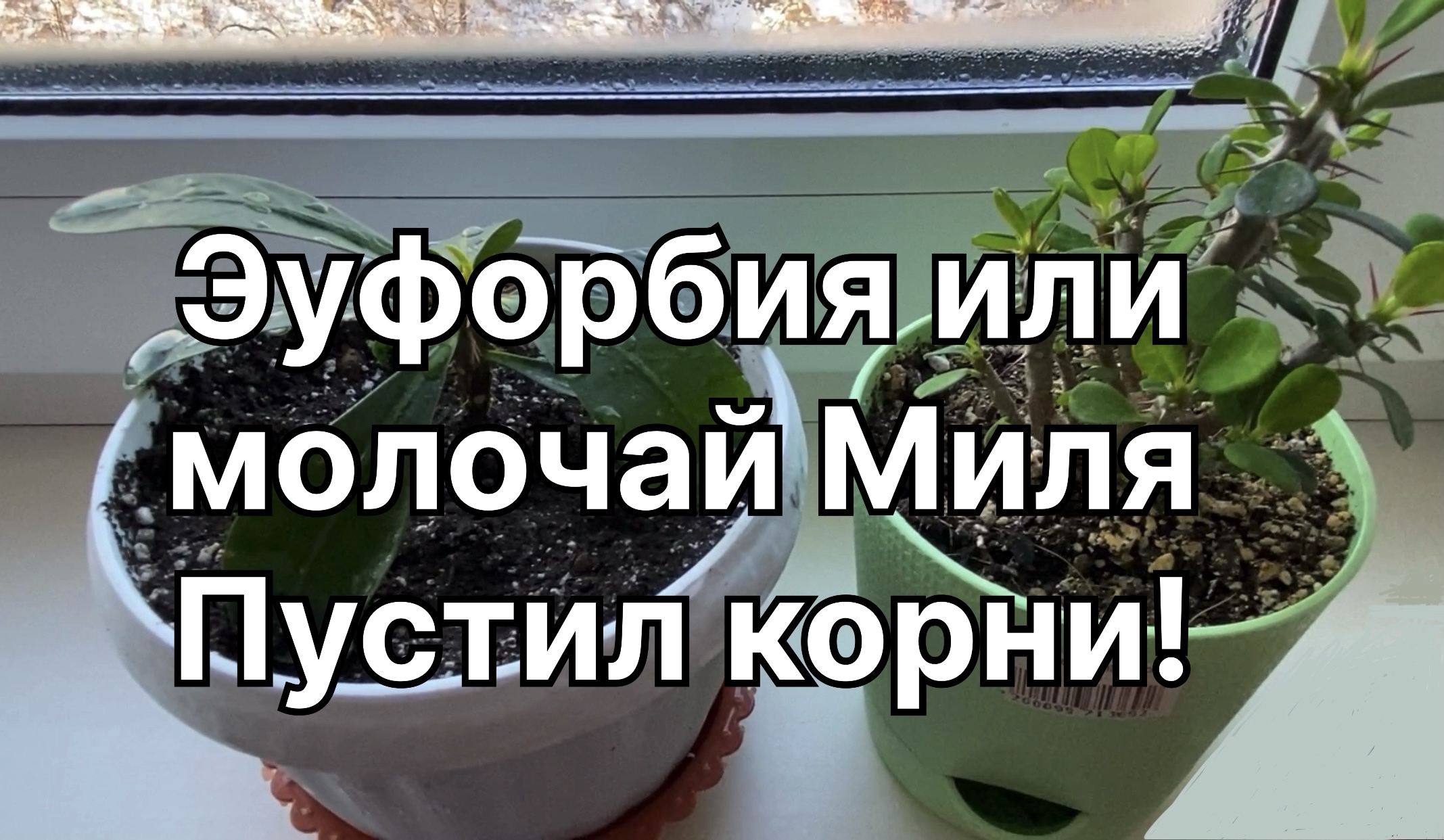 Эуфорбия или, молочай Миля, пустил корни! Пора в горшок! ? 23 декабря 2023 г.