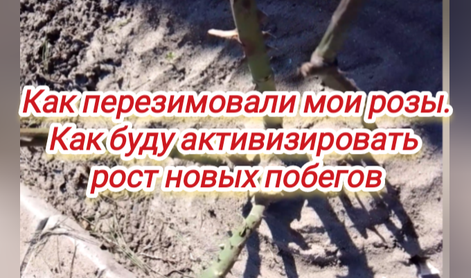 Как перезимовали мои розы. Как буду активизировать рост новых побегов.
