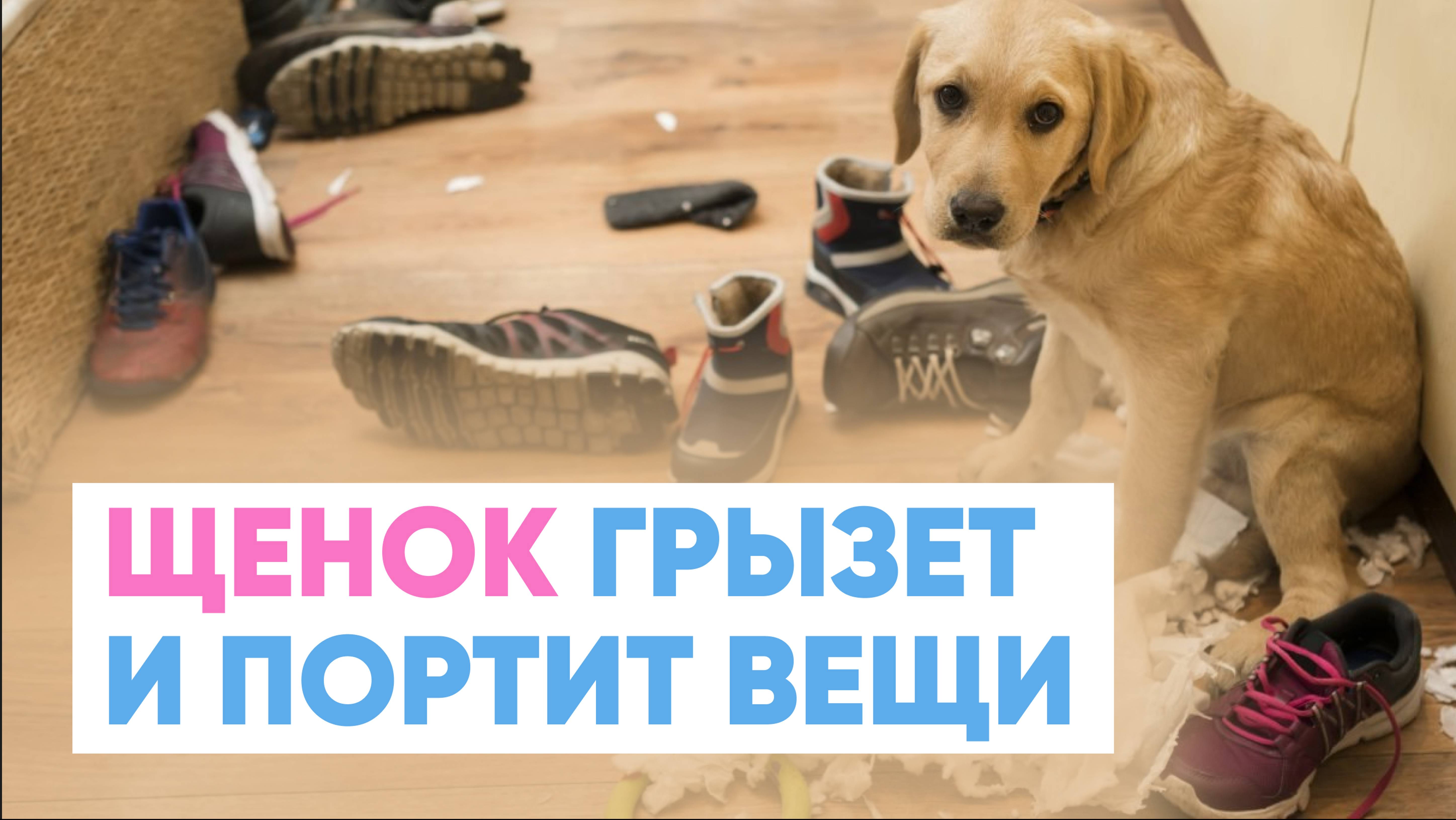 Щенок ГРЫЗЕТ мебель 🐶🪑 ЧТО ДЕЛАТЬ? Как отучить собаку портить вещи❓