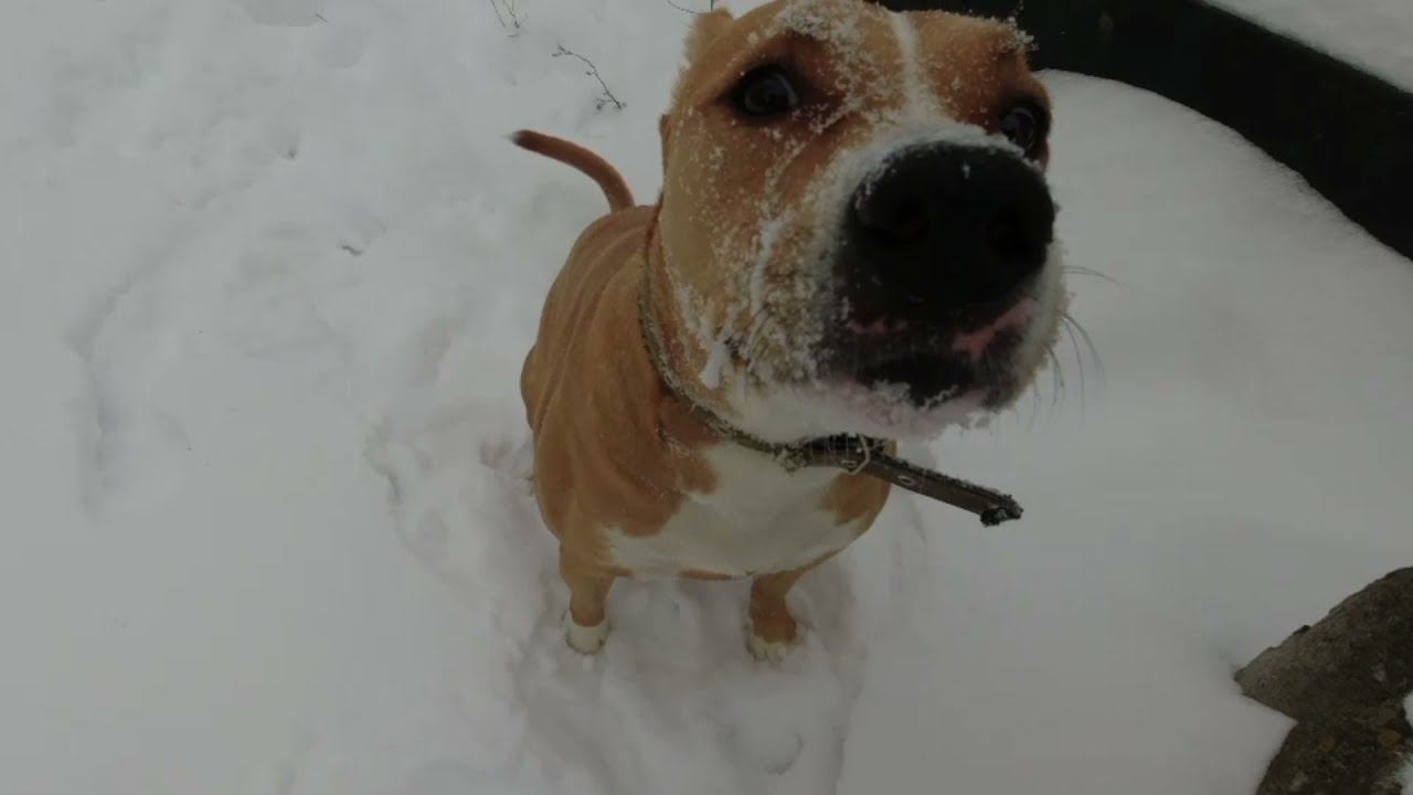 Собака на прогулке чуть руку не оторвал