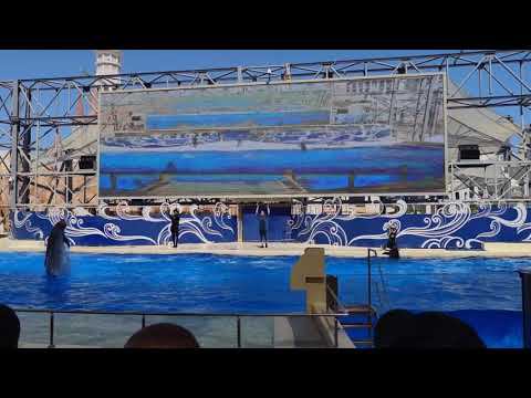 Дельфинарий в The land of legends Турция