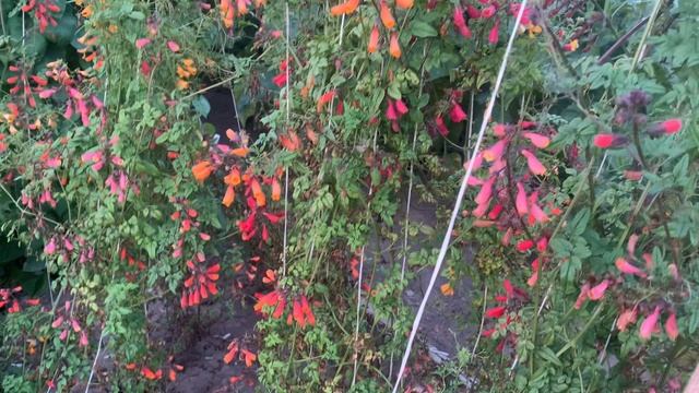 Капризная красавица - чилийская лоза!