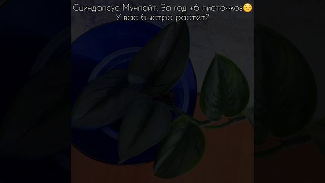 СЦИНДАПСУС Мунлайт/Лунный свет?Прекрасный и... медленный??Как быстро растут ваши? #shorts #цветы