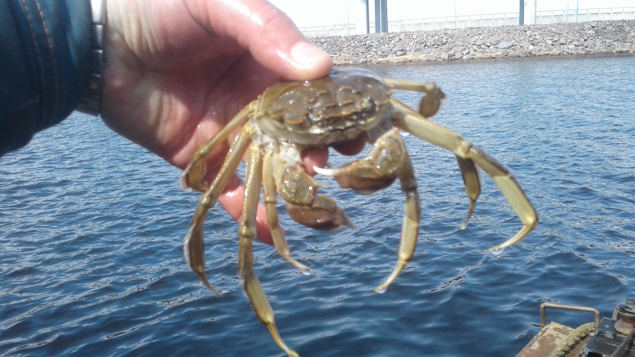 Крабы Финского залива! (Версия 2)