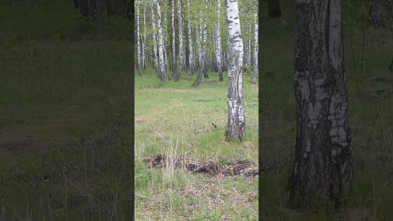"Если душа требует тишины, то идите на свидание с природой!" #березоваяроща #береза #лес #природа