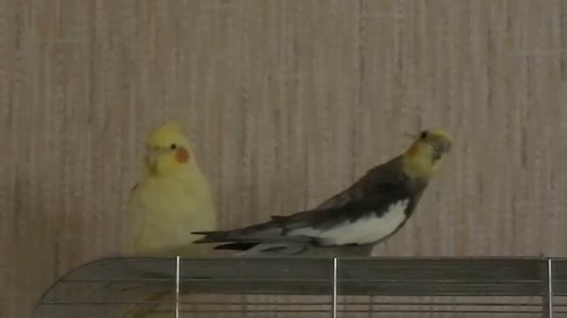 Самец корелла поет самке и прыгает перед самкой. Кеша и Гарик. Как отличить самку от самца. Домик