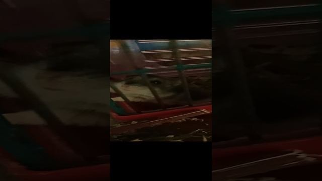 хомяк хомячок грызун грызуны