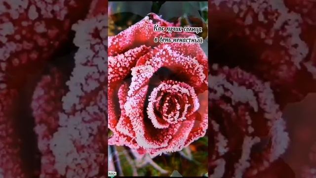Роза на снегу!
