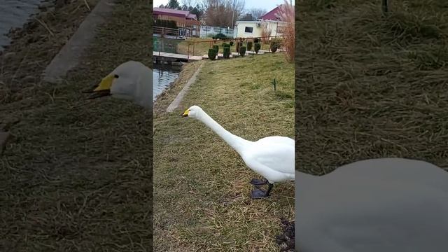 Гоша танцует. Санаторий Лаба.