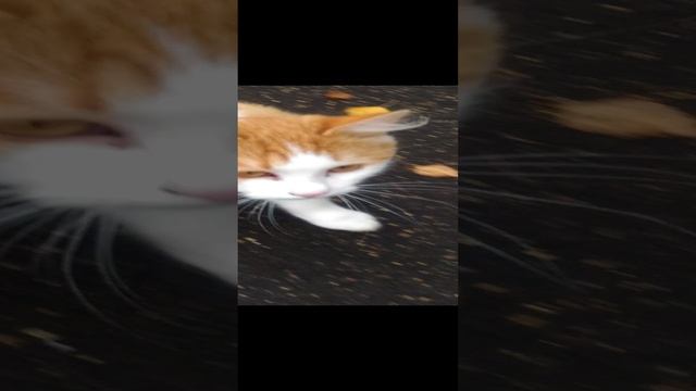 Рыжий кот, мяу!!!