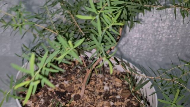 Кунцея 7 (обрезка)