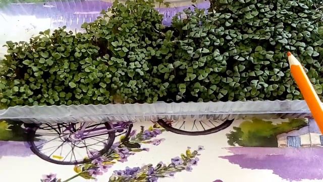 #микрозелень#микрозелень_дома#руккола#базилик#горчица_красная# Микрозелень дома на подоконнике.mp4