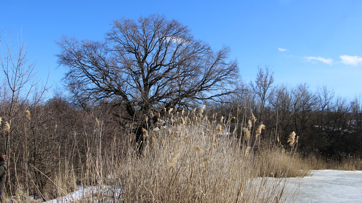 Бобр, куница, заяц. Февраль-март