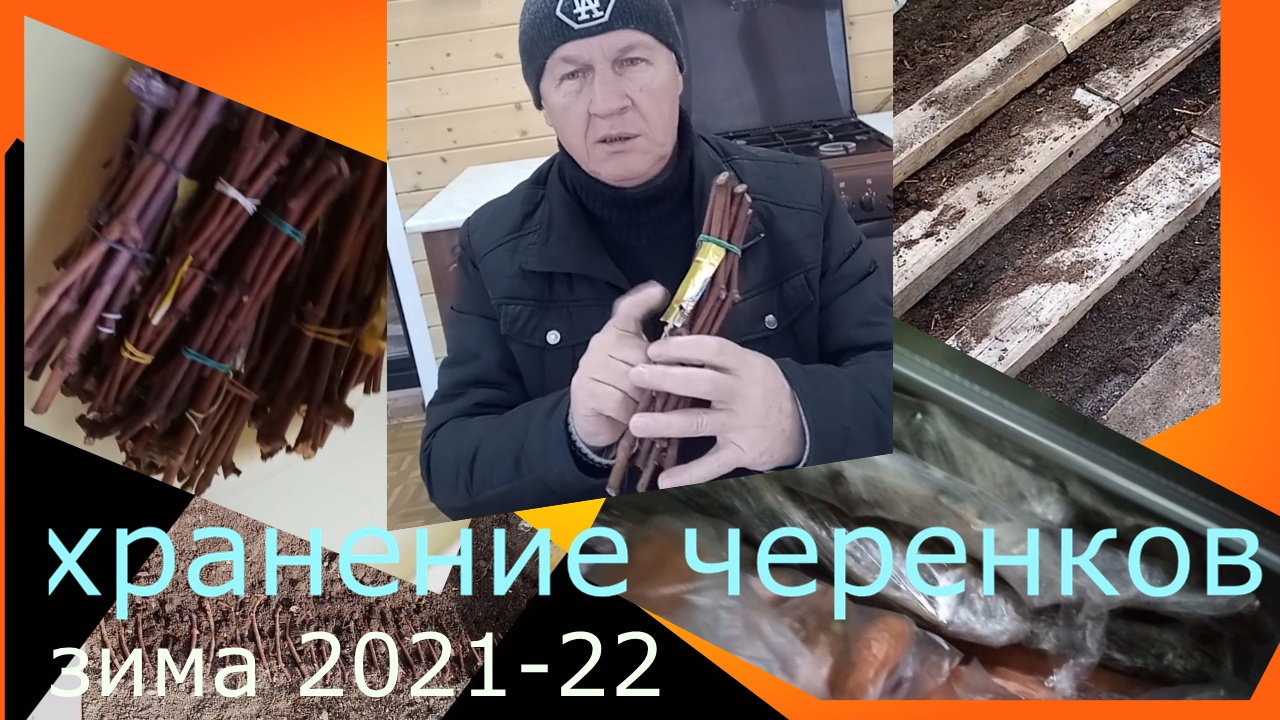 Виноградник ЧЕРНОМОРА под Калугой Выпуск N 7 Хранение черенков чубуков.mp4