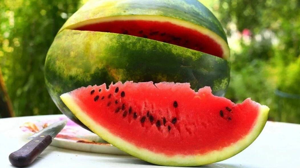 Выращивание арбузов от А до Я ⁄ Все о бахче в одном видео