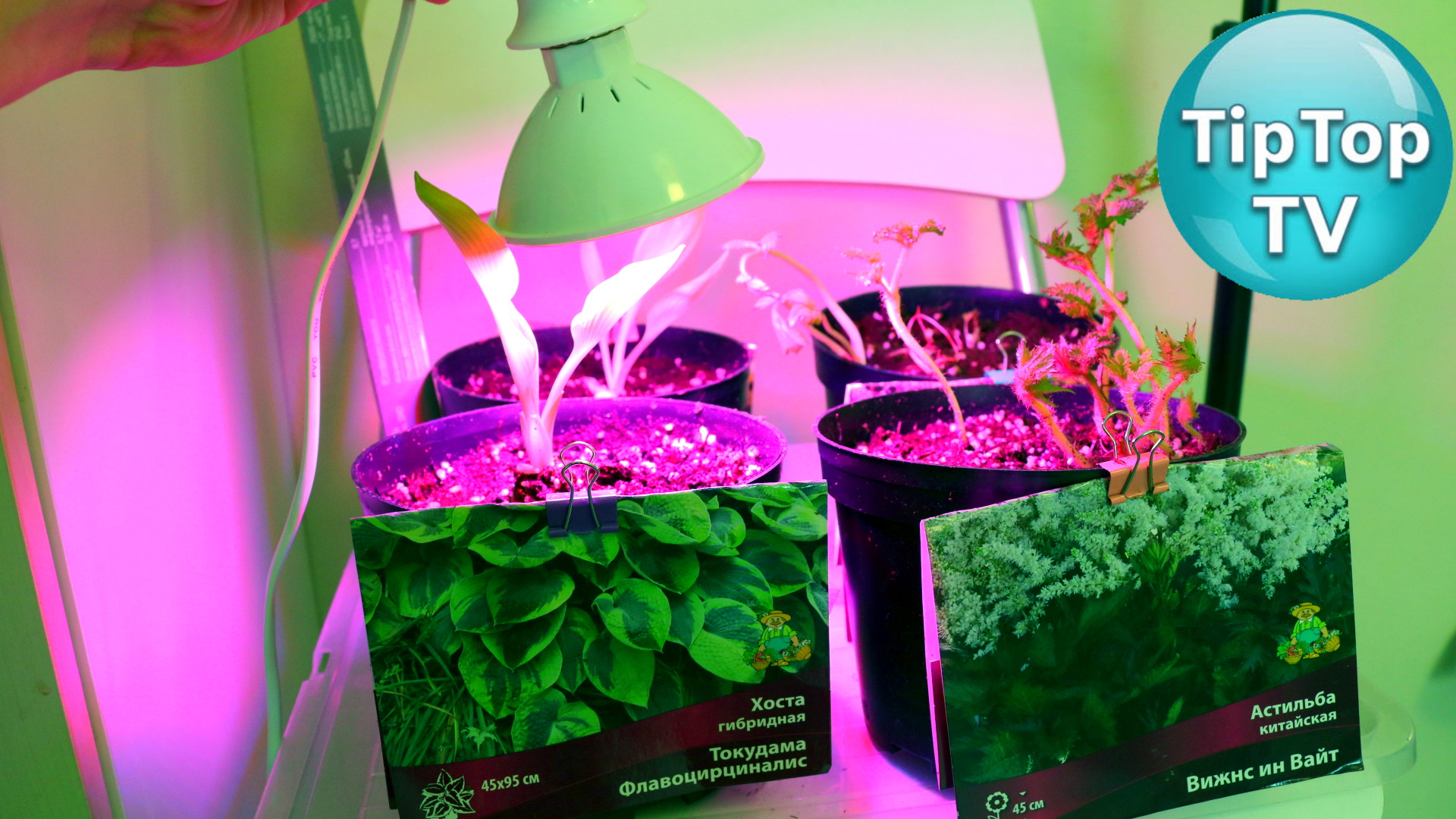 ПЕРЕСАЖИВАЮ хосты астильбы ТЕСТ фитосветильника  почвобрикета и земли из ЛЕРУА МЕРЛЕН