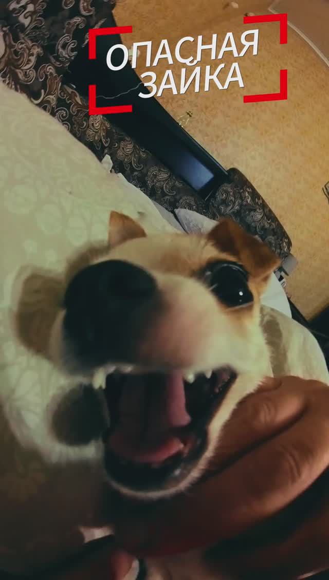 Чихуашка сильнее волка #shorts #чихуахуа #юмор