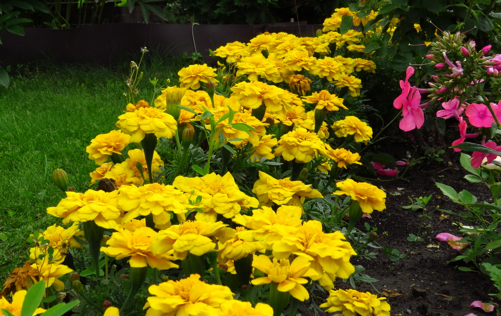 ГА3ОНОКОСИЛКА   Разовая замена измельчителю