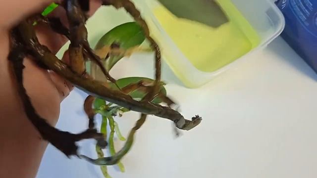 Отсаживаю "детку" орхидеи.mp4