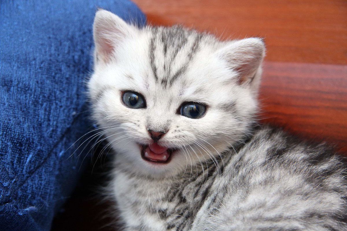 МЯУКАНЬЕ КОТЯТ ? КОТЕНОК РАЗГОВАРИВАЕТ С ХОЗЯЙКОЙ / ШОТЛАНДСКИЕ КОТЯТА МЯУКАЮТ