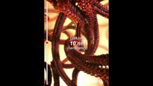 Путешествие в микромир нашего тела. Как устроено тело человека в микроскопичности