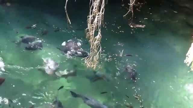 Питомник орхидей в г Хомстед