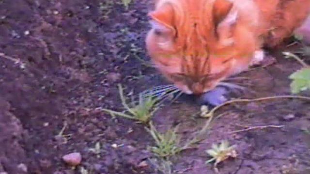 2003 год Лето