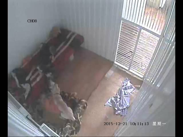 Видеонаблюдение. Зоогостиница «Территория Животных»