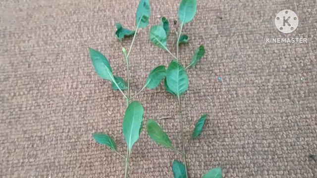 Долгожданная посылка с саженцами