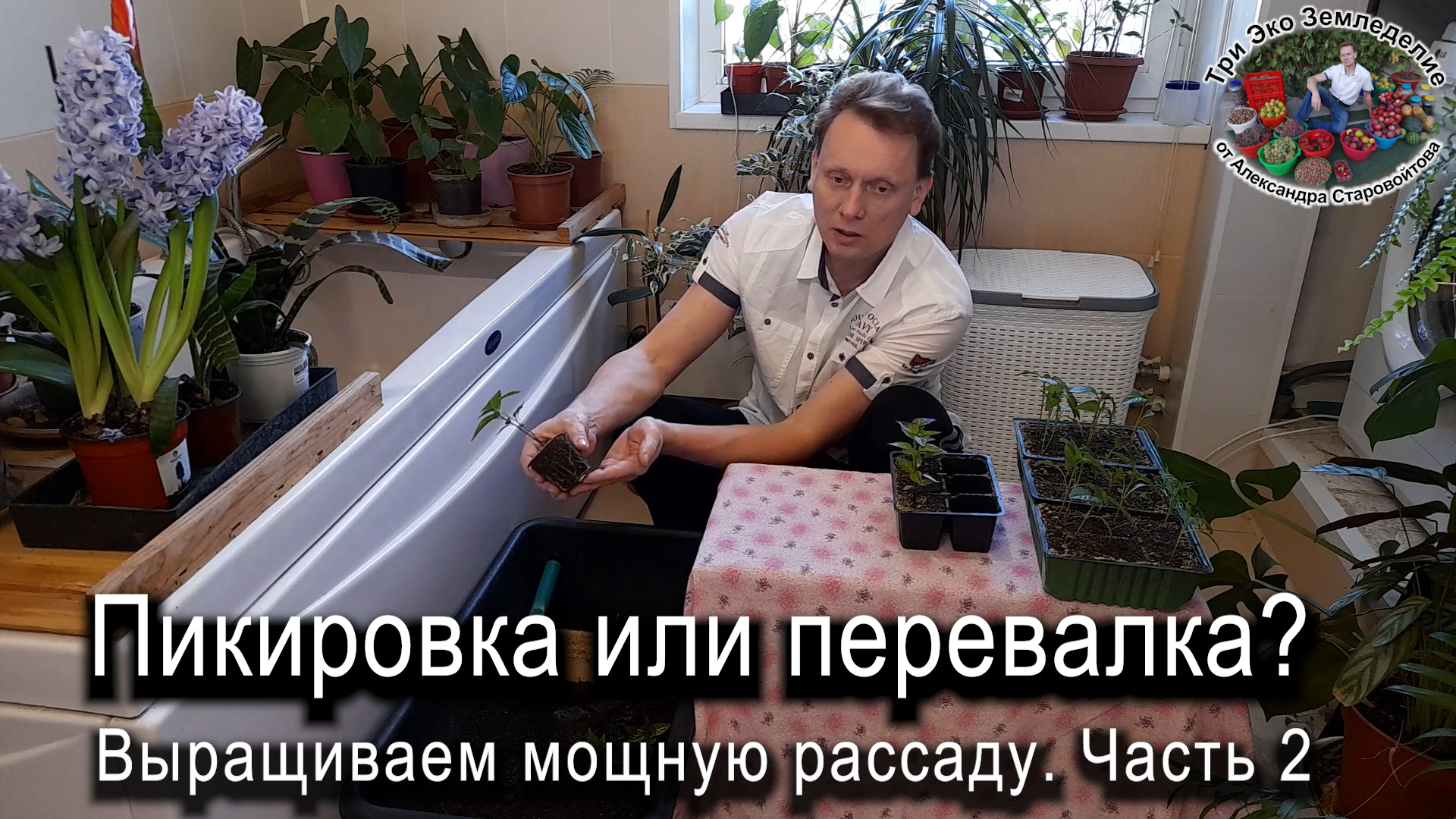 Пикировка или перевалка? Выращиваем мощную рассаду. Часть 2 #ТриЭкоОгород