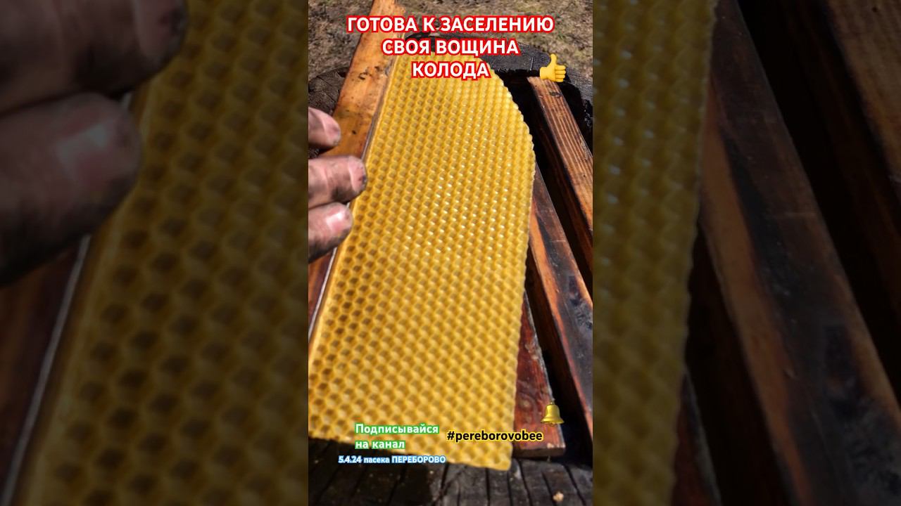 КОЛОДА!  Своя вощина! ПЧЕЛОВОДСТВО! #пасека #pereborovobee #пчеловодство #воск #пчеловод #вощина