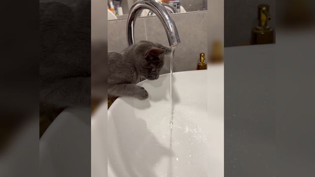 Котик обормотик мотик