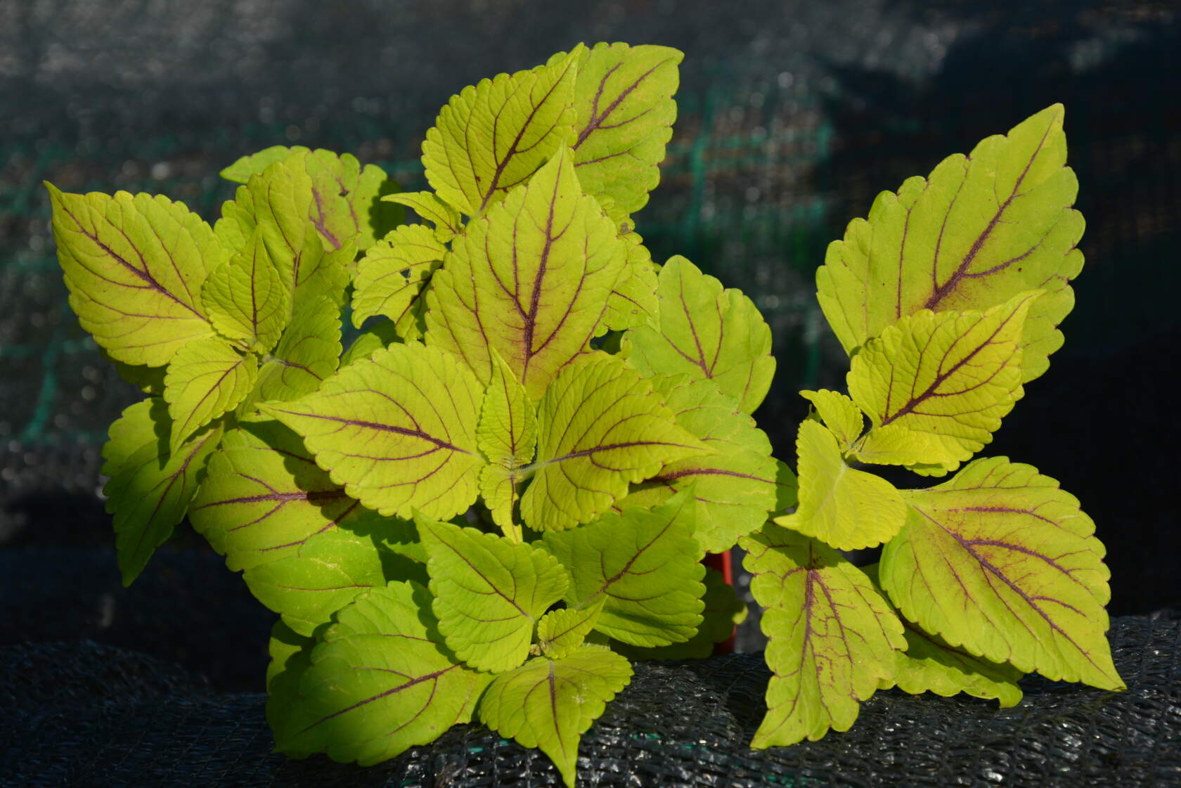 Весенняя обрезка колеусов