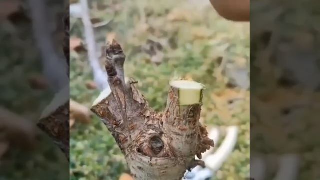 Проверенный способ прививки.