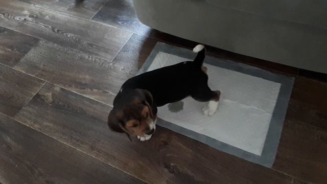 Бигль Савва - 2 месяца ... На пелёнку попал )